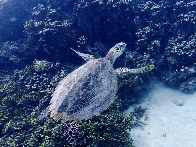 タイマイの特徴・生態！生息地やウミガメとの違いなど | Slow Surf Style（スローサーフスタイル）